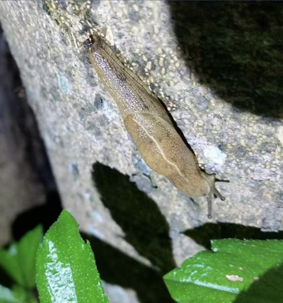 Brown Slug from 柳營區, TW on April 24, 2020 at 07:12 PM by princehuang ...