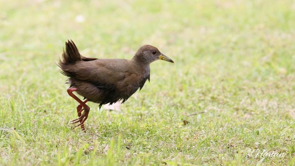 Brown Crake from 石鼓区, 衡阳市, 湖南省, CN on April 20, 2020 at 11:44 AM by ...