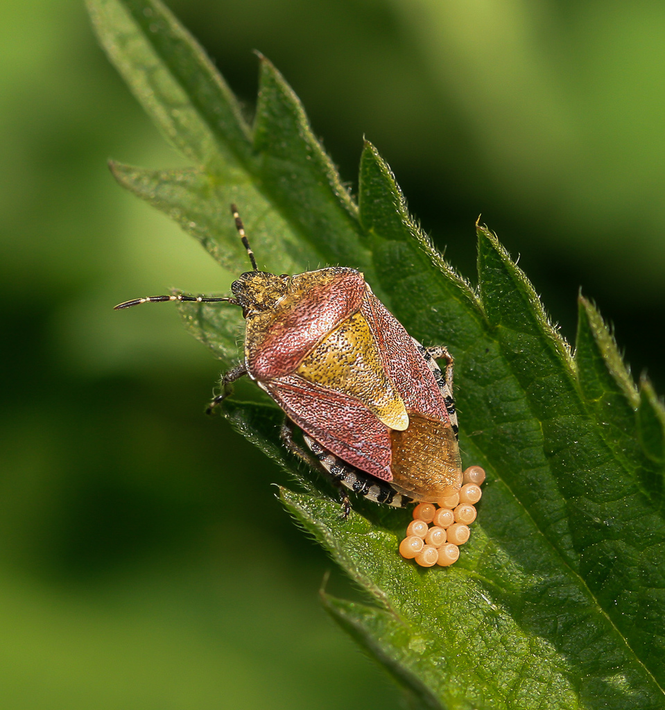 Sloe Bug from Zbyslav, 286 01 Vrdy, Česko on May 24, 2008 at 02:55 PM ...