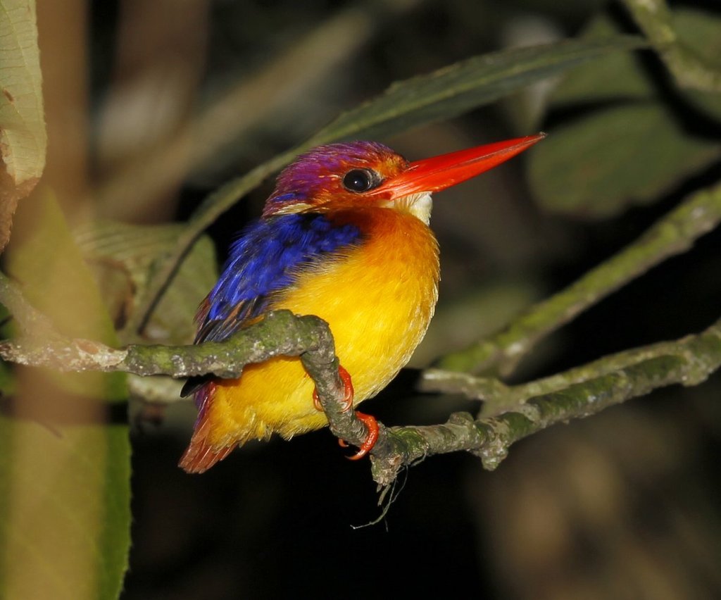 River, Dwarf, and Pygmy Kingfishers (Alcedininae) - Avian Discovery