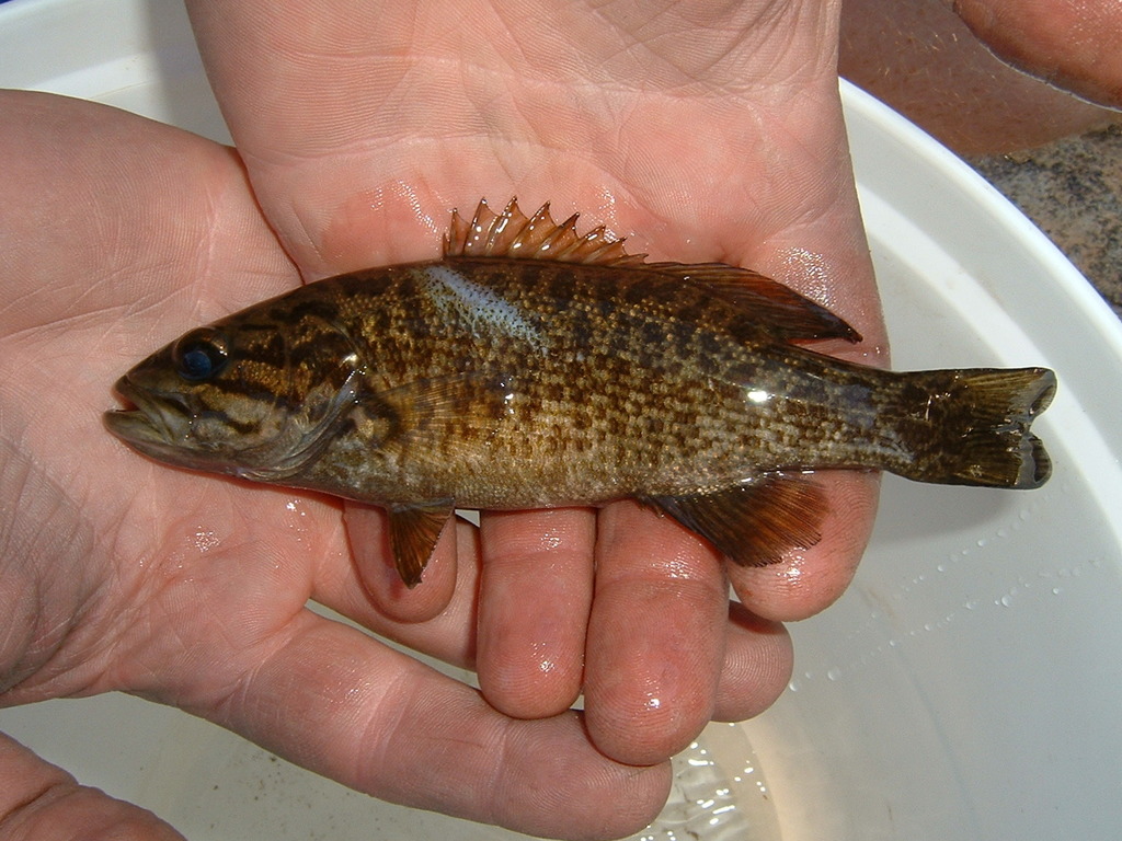 Smallmouth Bass from West Coast DC, South Africa on October 22, 2003 at ...