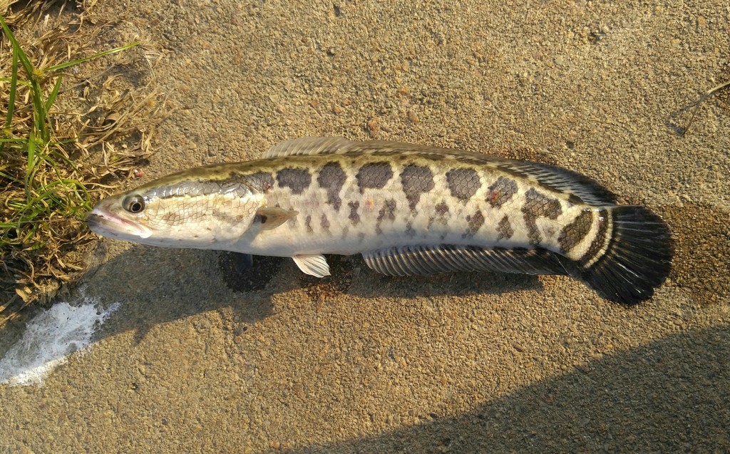 Blotched Snakehead (Channa maculata) - Marine Life Identification
