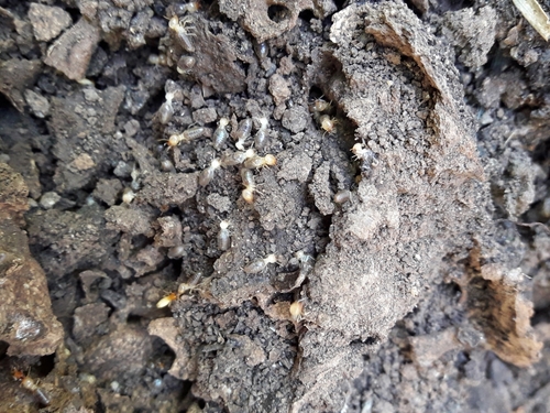 Amitermes foreli · iNaturalist