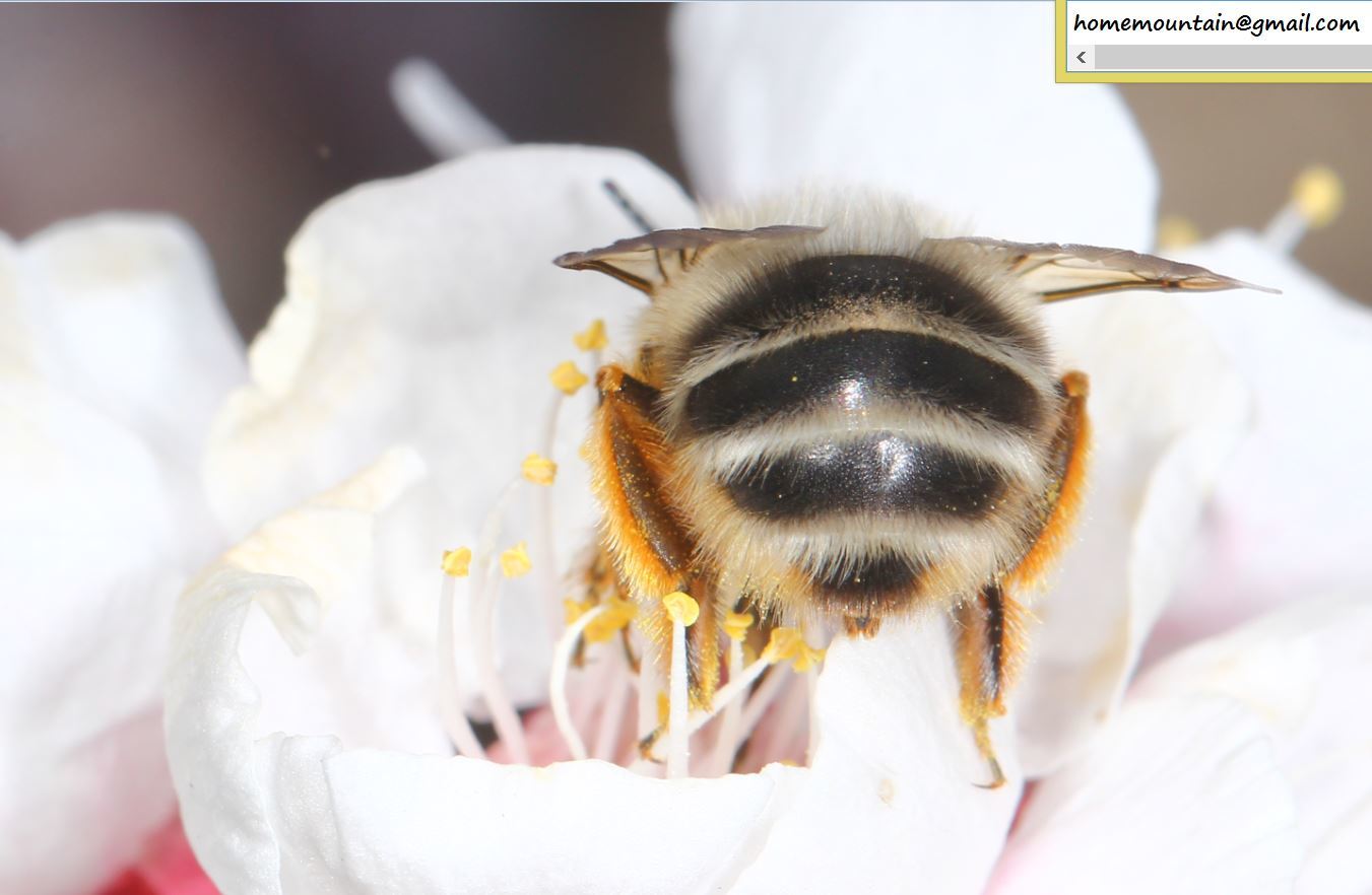 Anthophora melanognatha Cockerell, 1911