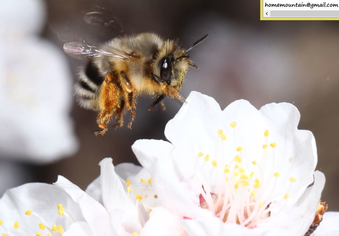 Anthophora melanognatha Cockerell, 1911