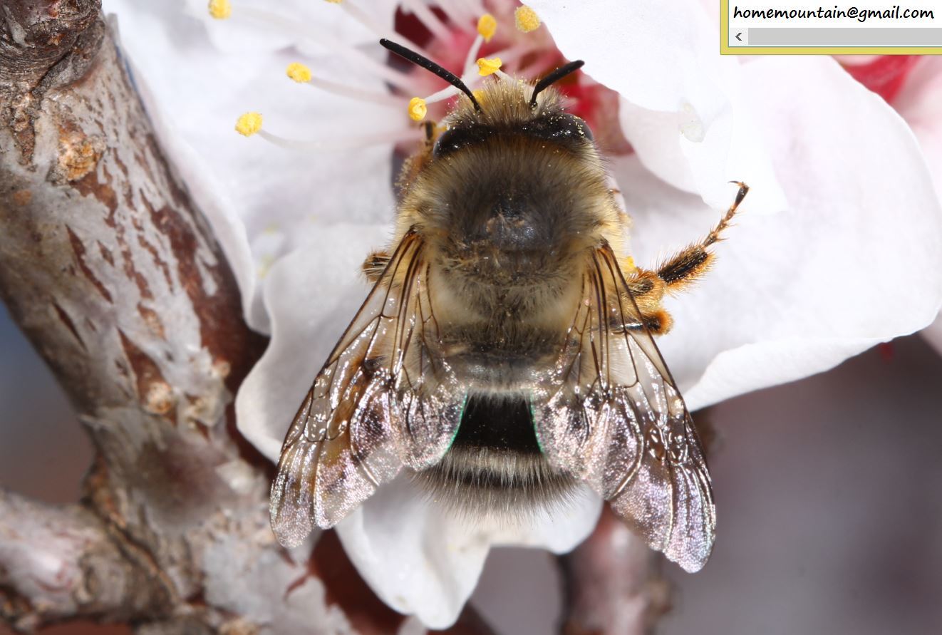 Anthophora melanognatha Cockerell, 1911