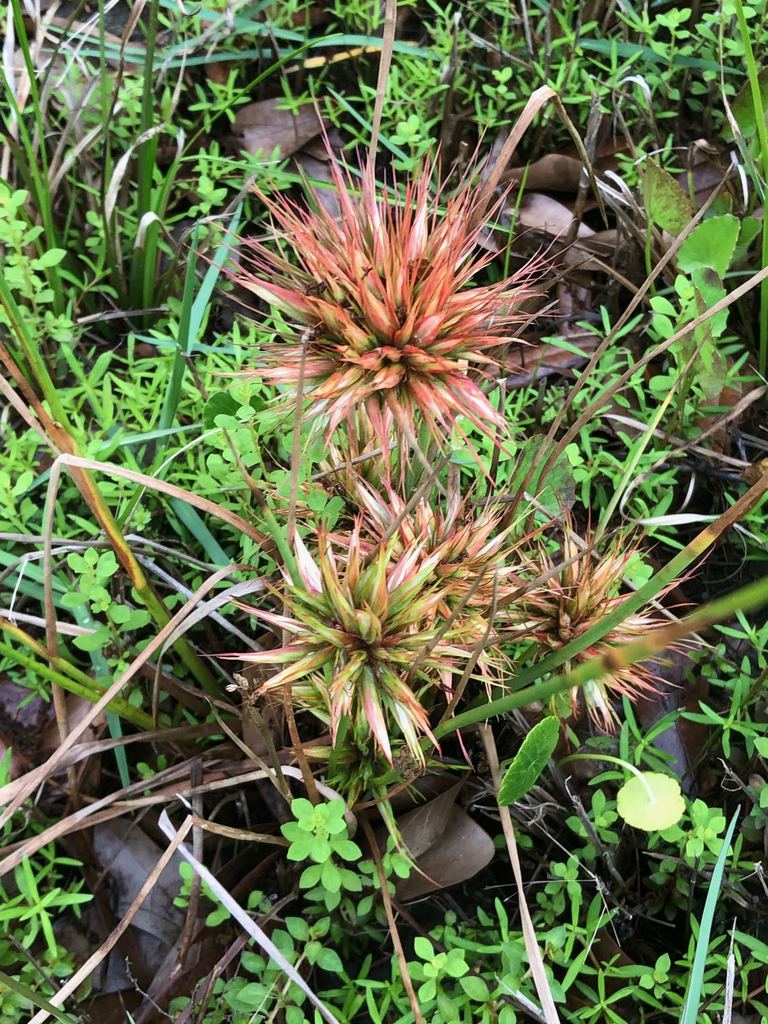 Livia maculipennis from Jackson County, MS, USA on April 23, 2020 at 04 ...