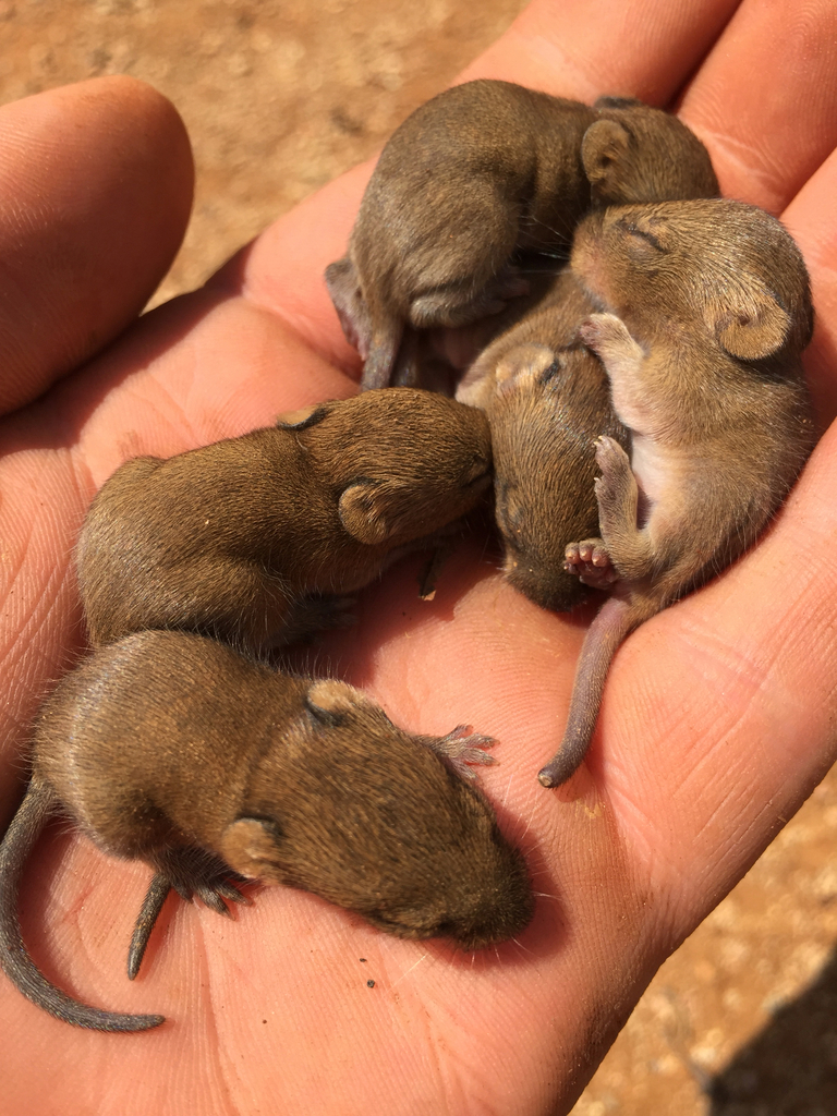 Eastern Harvest Mouse (Reithrodontomys humulis) - Know Your Mammals