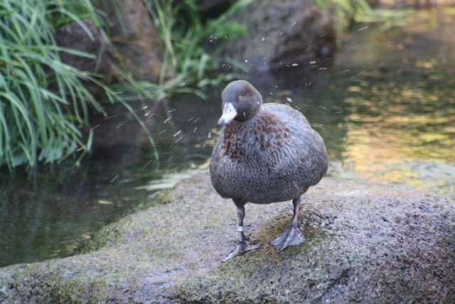 Blue Duck in August 2015 by joshmcmillan95. Whio · iNaturalist