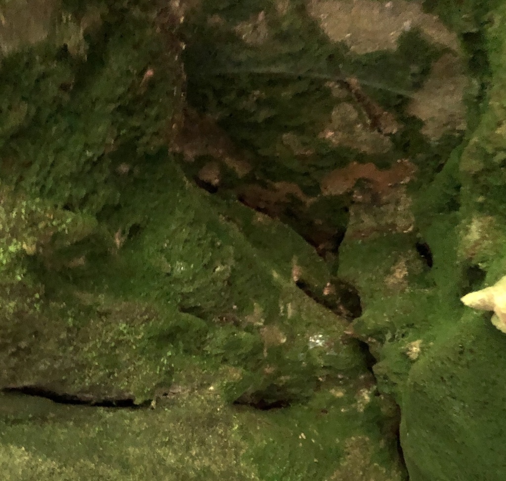 Killarney fern from Rue Bildchen, Mersch, Luxembourg, LU on April 24 ...