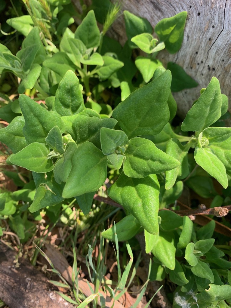 New Zealand Spinach (Tetragonia tetragonoides) - Botanical Realm