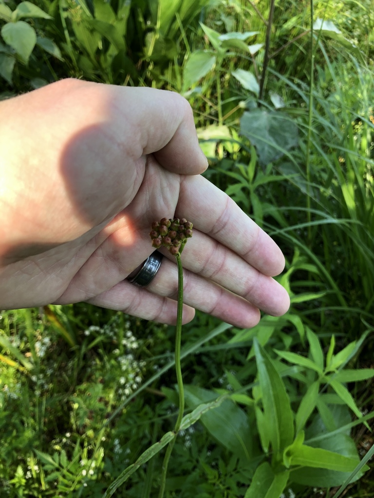 fewflower milkweed from Bourque Rd, Iowa, LA, US on April 24, 2020 at ...