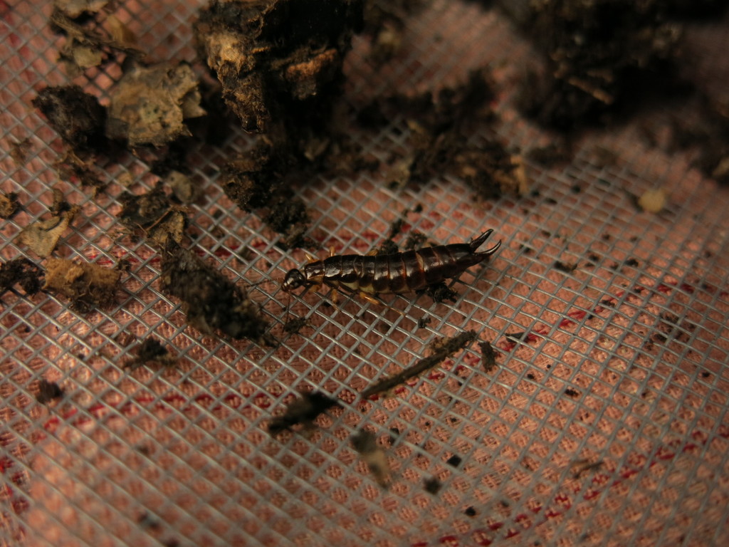 Ring-legged Earwig in April 2020 by Malena Lorente · iNaturalist