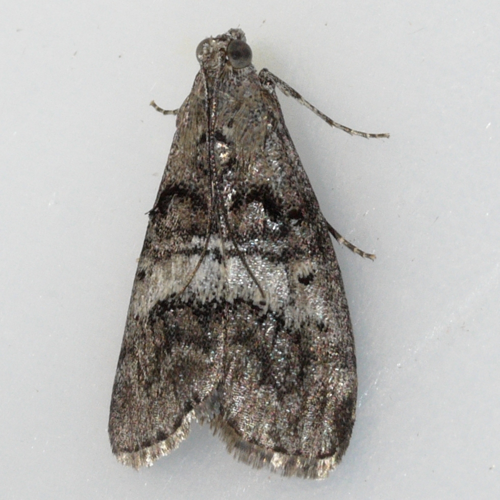 Maple Webworm Moth (Moths of Dallas/Fort Worth, Texas) · iNaturalist