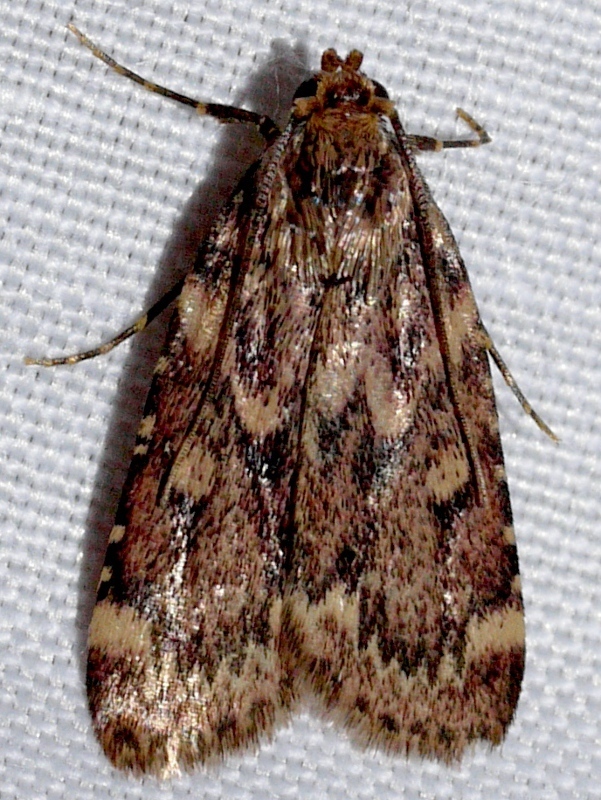 Grease Moth (Pennsylvania Moths) · iNaturalist
