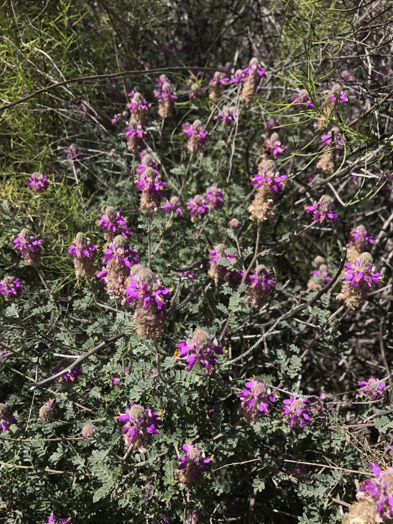 Silver Prairie Clover (Dalea bicolor) - Botanical Realm