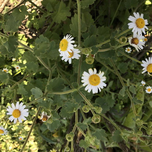 (Amauria rotundifolia)