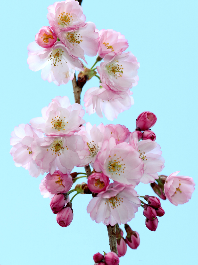 flowering plum (Prunus triloba) - Botanical Realm