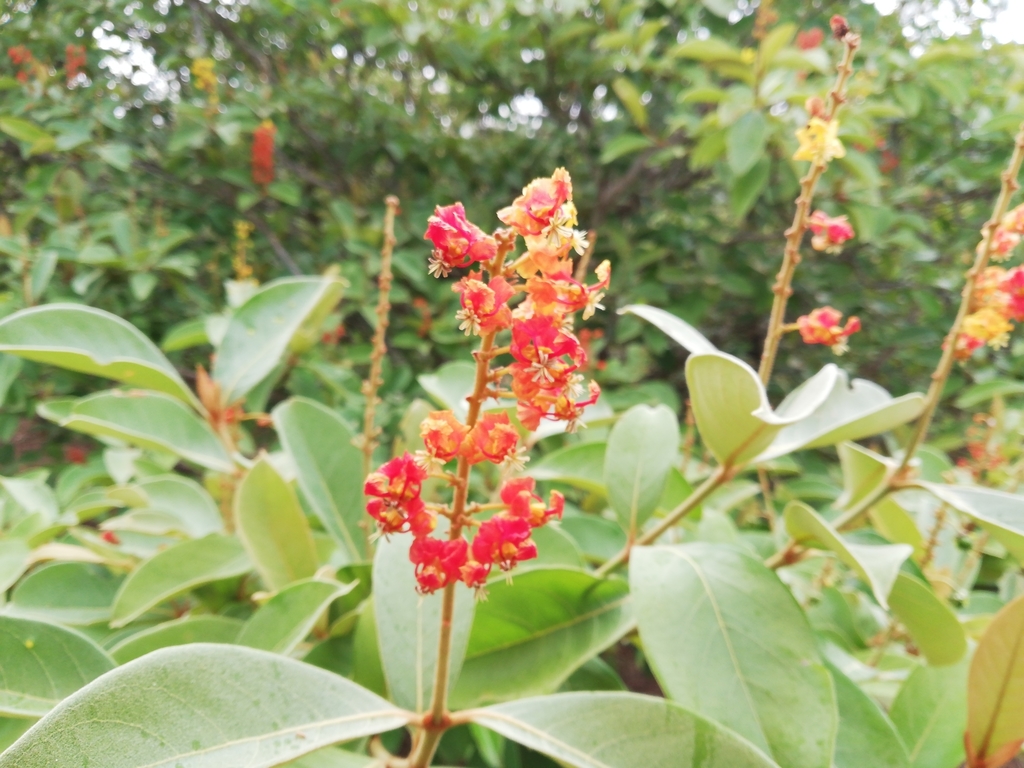Nance from Antón, Panamá on April 24, 2020 at 10:48 AM by raquelsanchez ...