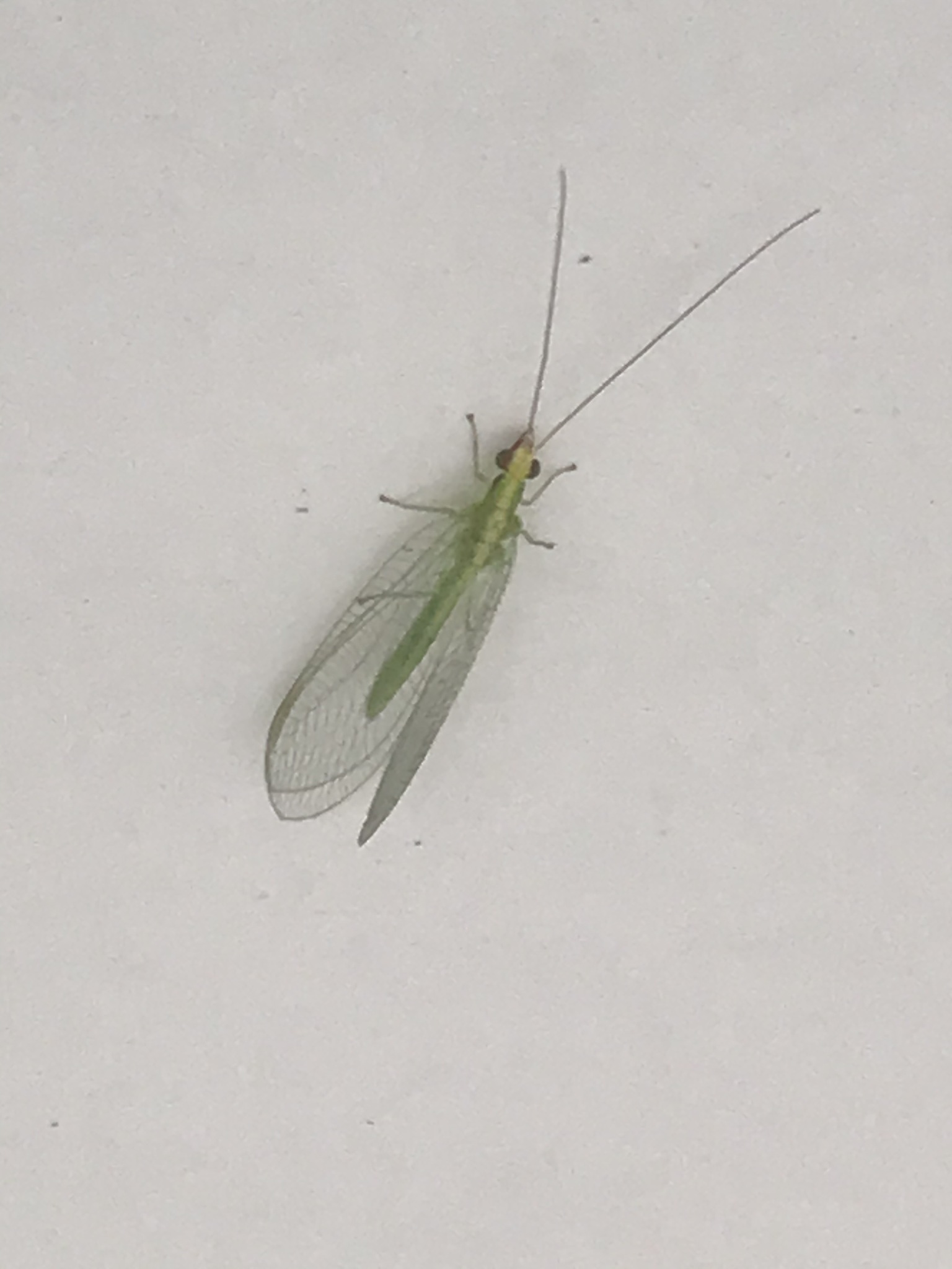 Chrysoperla externa (Hagen, 1861)
