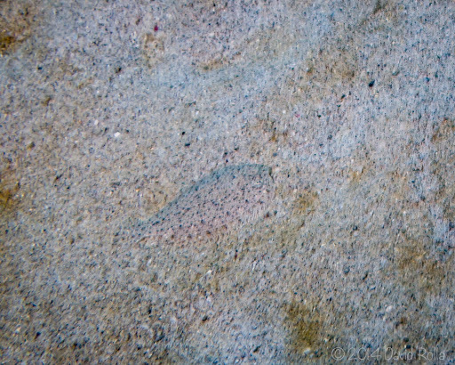 Hawaiian Dwarf Flounder (Engyprosopon hawaiiense) - Marine Life ...