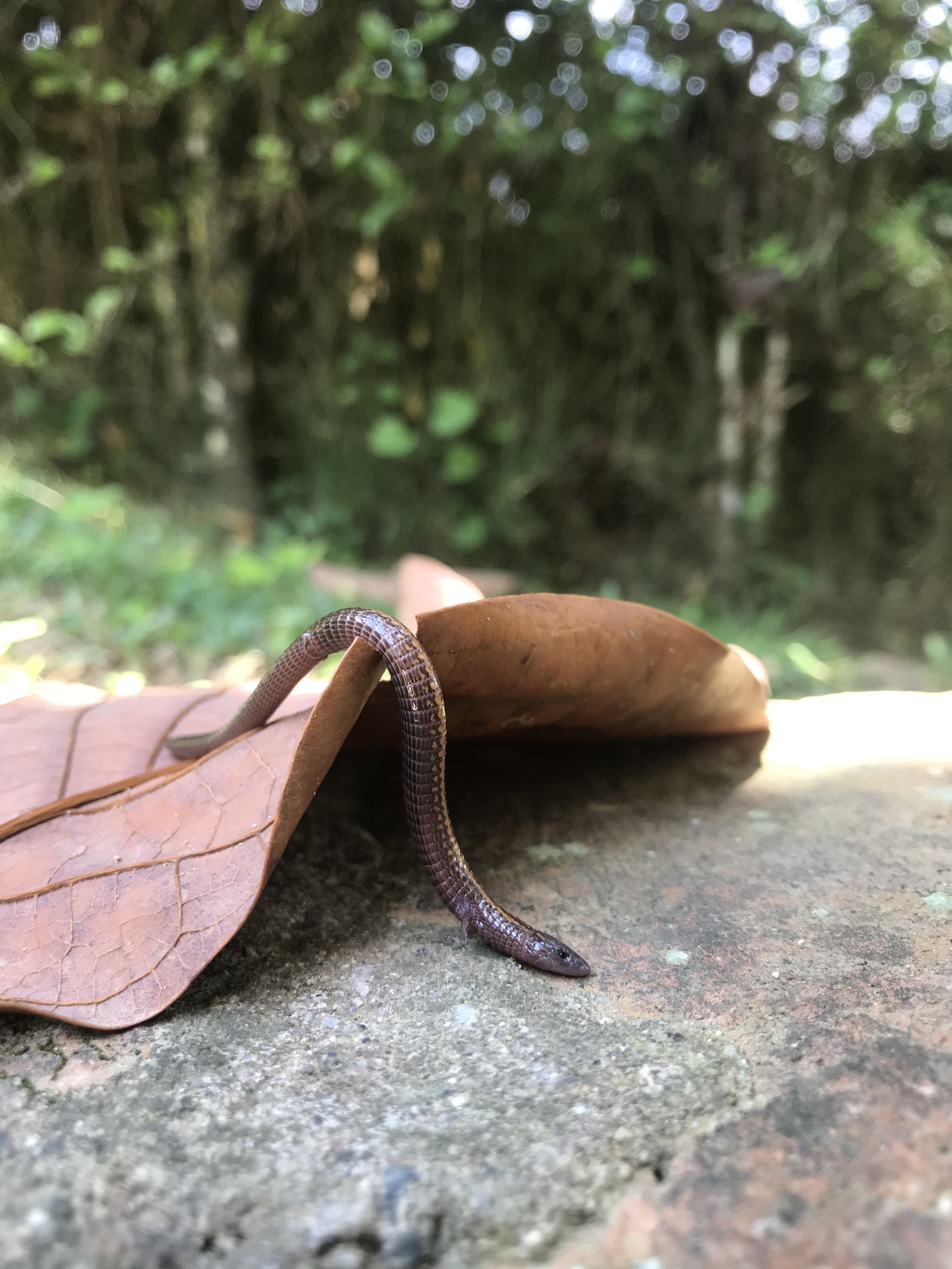 Bachia bicolor (Cope, 1896)