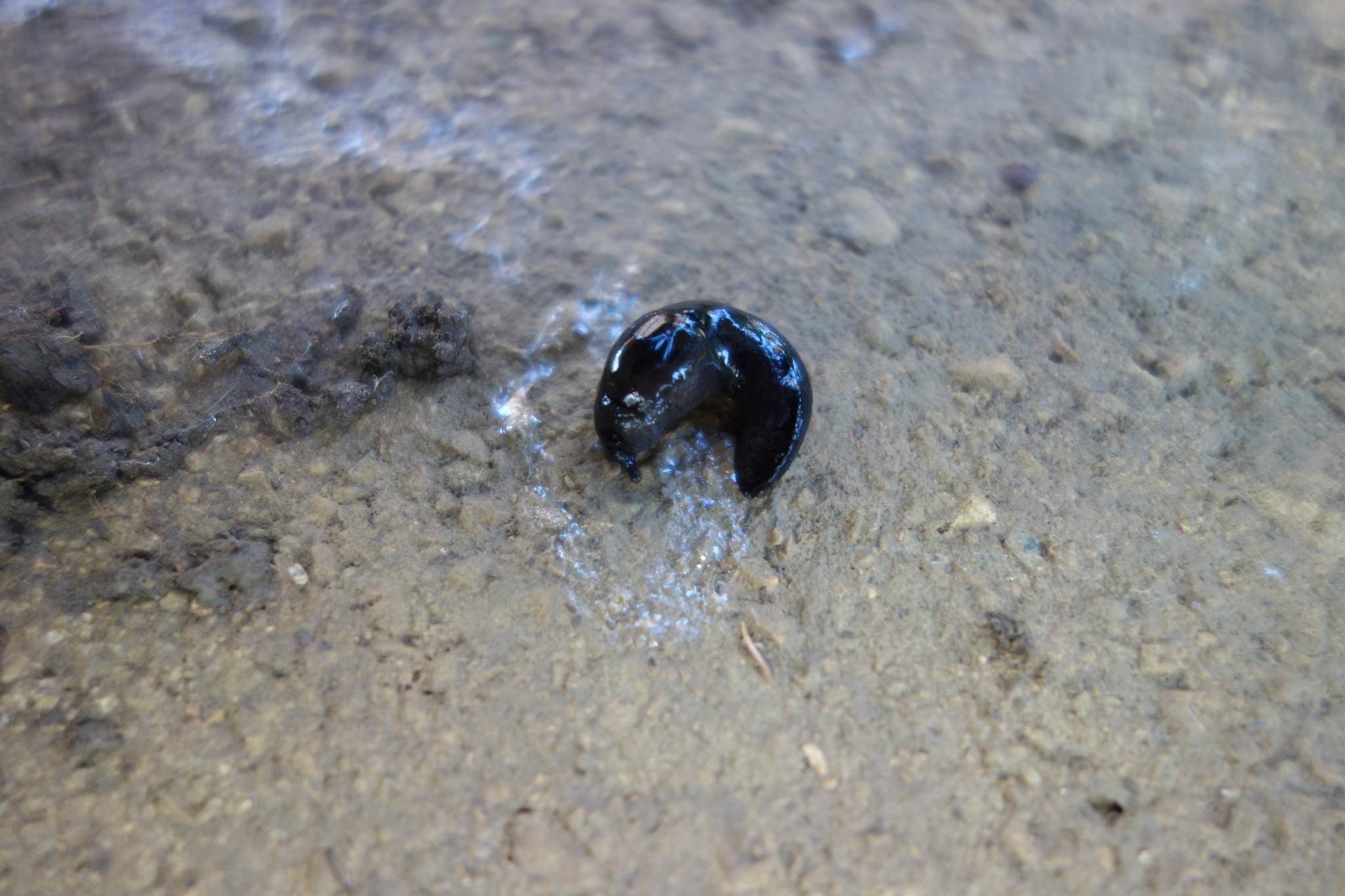 Milax nigricans (Philippi, 1836)