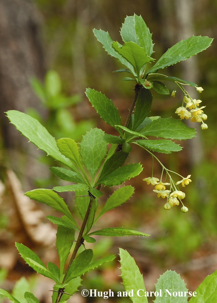 American barberry (Berberis canadensis) - Botanical Realm