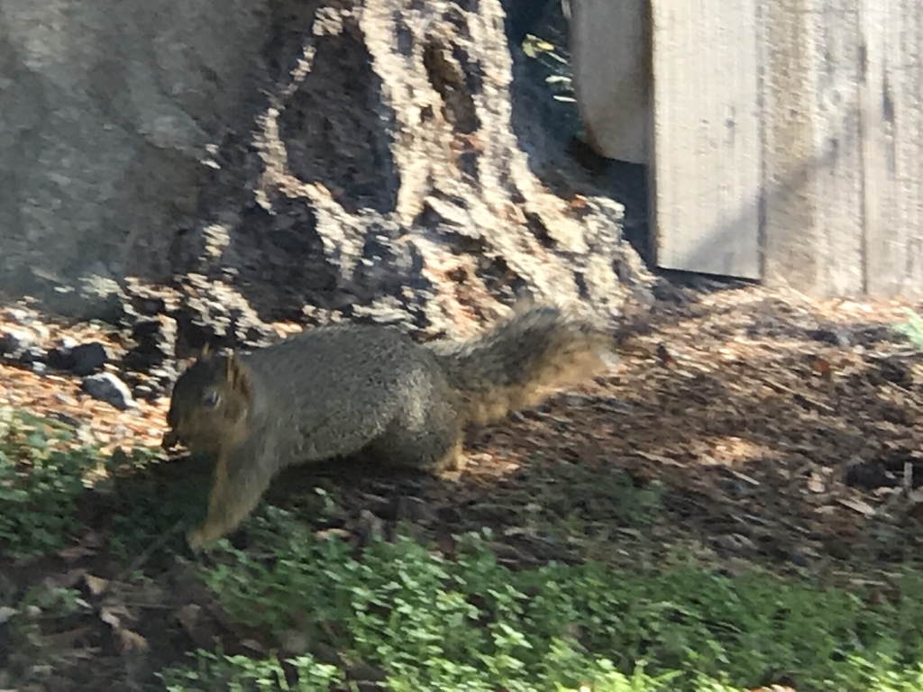 Fox Squirrel from Orcas Island, Olga, WA, US on November 13, 2019 at 12 ...