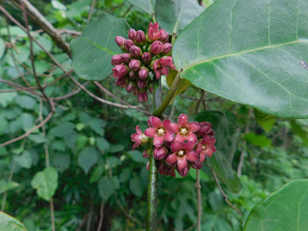 Ruehssia macrophylla from Talpa de Allende, Jal., México on July 24 ...