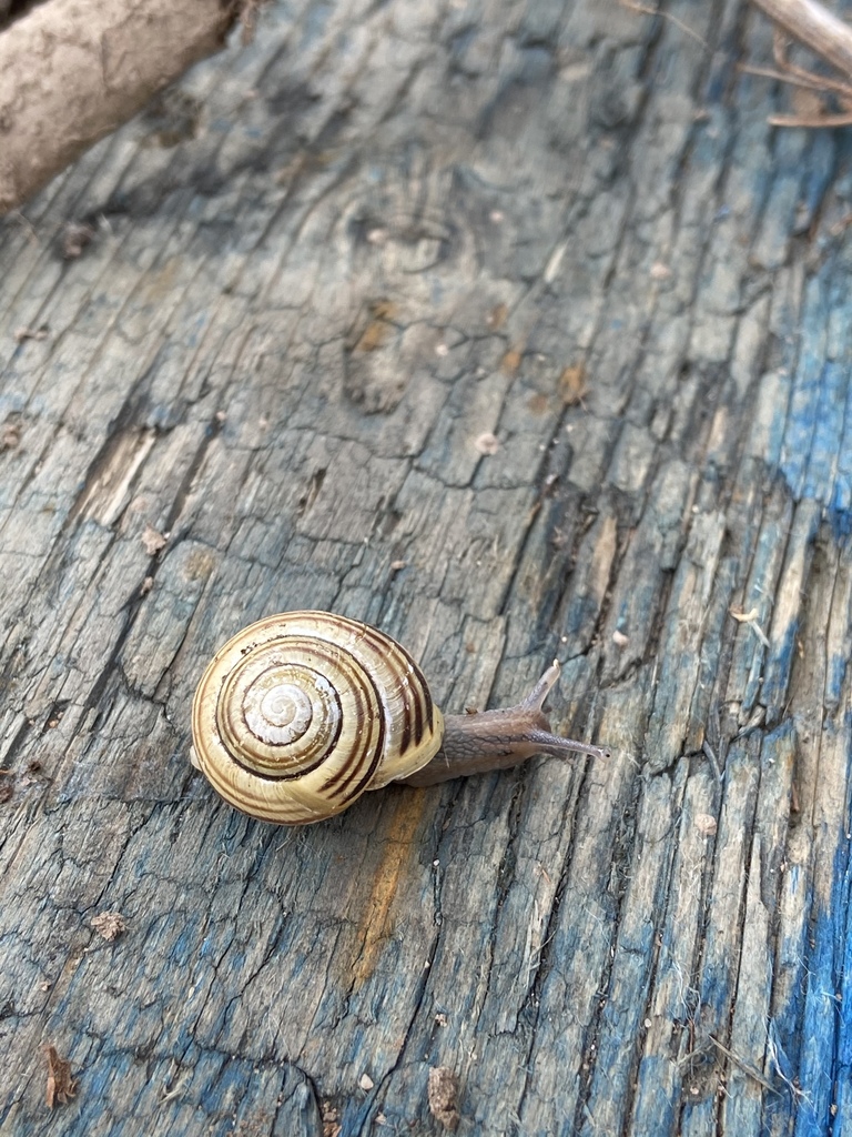 White-lipped Snail from Great Britain, Leicester, England, GB on March ...