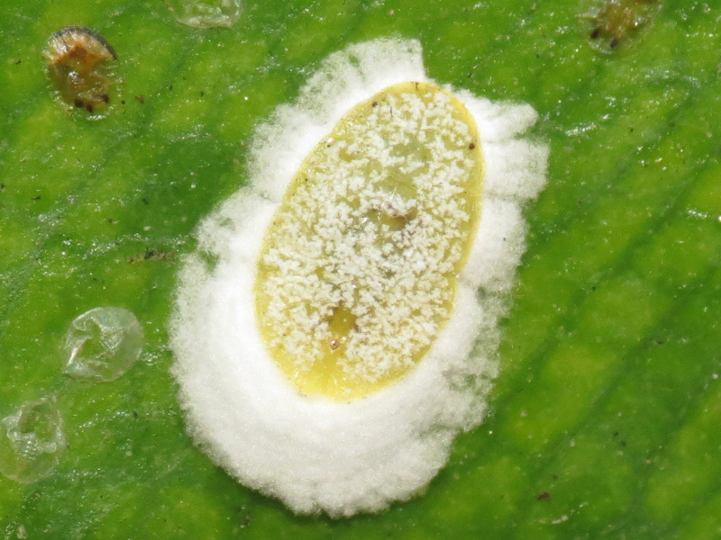 Green Shield Scale in October 2013 by C. Mallory · iNaturalist