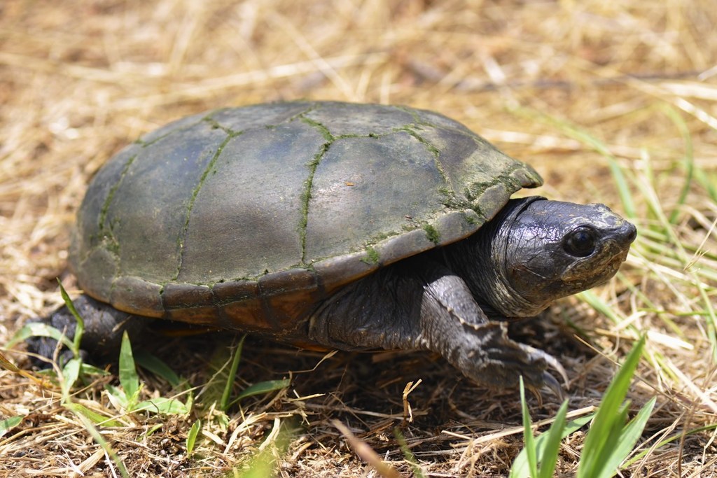 Arena Im n Ser Tortuga Kinosternon Benigno F bula Ba o