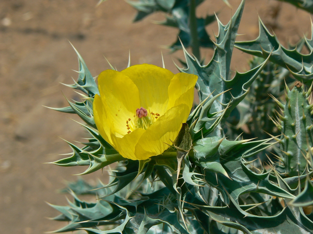 Argemone mexicana (Plants of Ngorongoro Crater, Tanzania) · iNaturalist