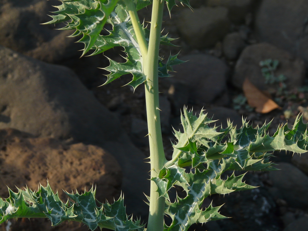 Argemone mexicana (Plants of Ngorongoro Crater, Tanzania) · iNaturalist