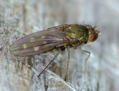 Diptera (flies) of the British Indian Ocean Territory · iNaturalist