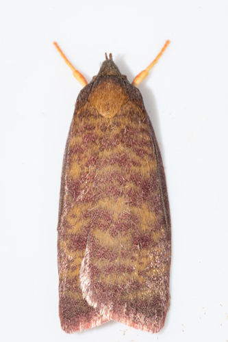 Protea Speckle Borer Moth (Orophia ammopleura) · iNaturalist