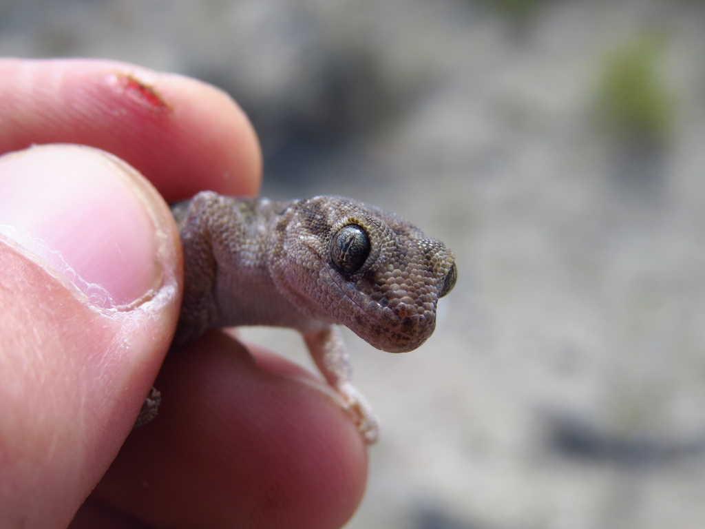Gecko de Darwin (ESTEPA - Bahía Bustamante) · iNaturalist