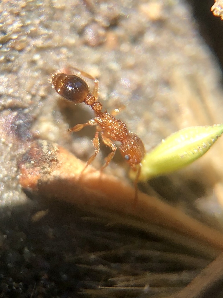 Myrmicine Ants in April 2020 by sweetone80 · iNaturalist
