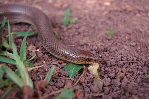 (Paraphimophis) - Snakes and Lizards