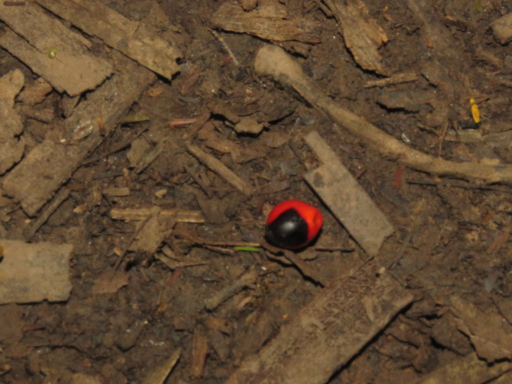 Huayruro hembra (Especies forestales de la amazonía peruana) · iNaturalist