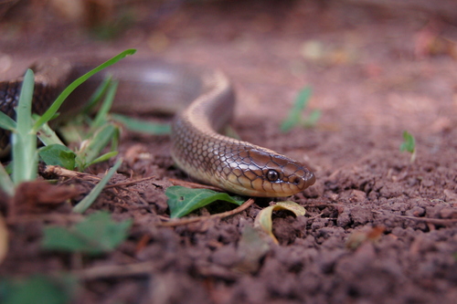 (Paraphimophis) - Snakes and Lizards