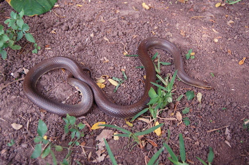 (Paraphimophis) - Snakes and Lizards
