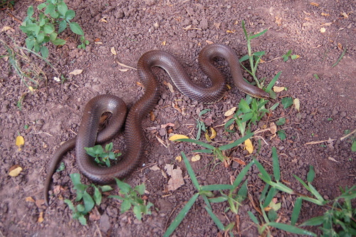(Paraphimophis) - Snakes and Lizards