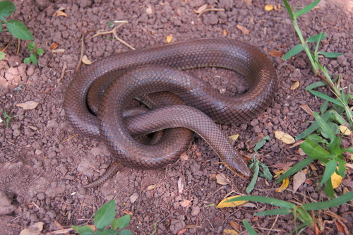(Paraphimophis) - Snakes and Lizards
