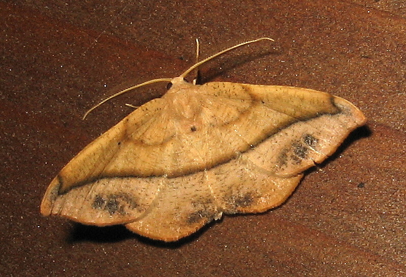 Juniper Geometer Moth (The iNaturalist Guide to Payne Hollow) · iNaturalist