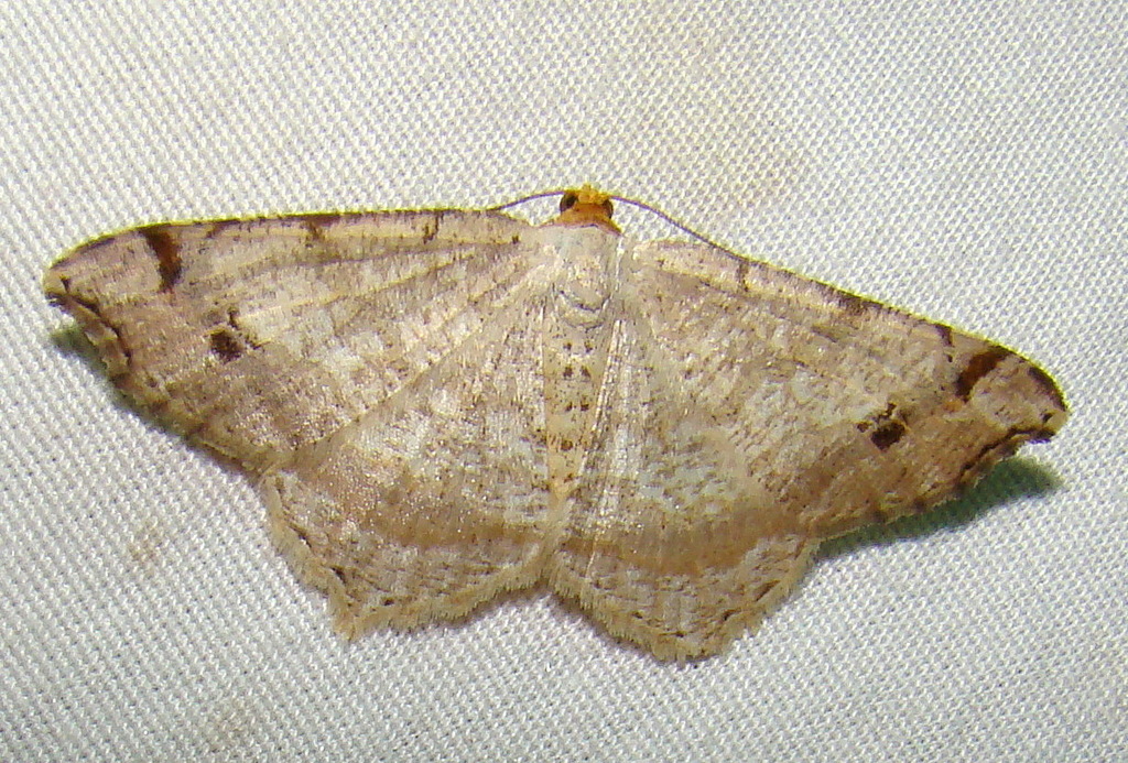Red-headed Inchworm Moth (Pennsylvania Moths) · iNaturalist