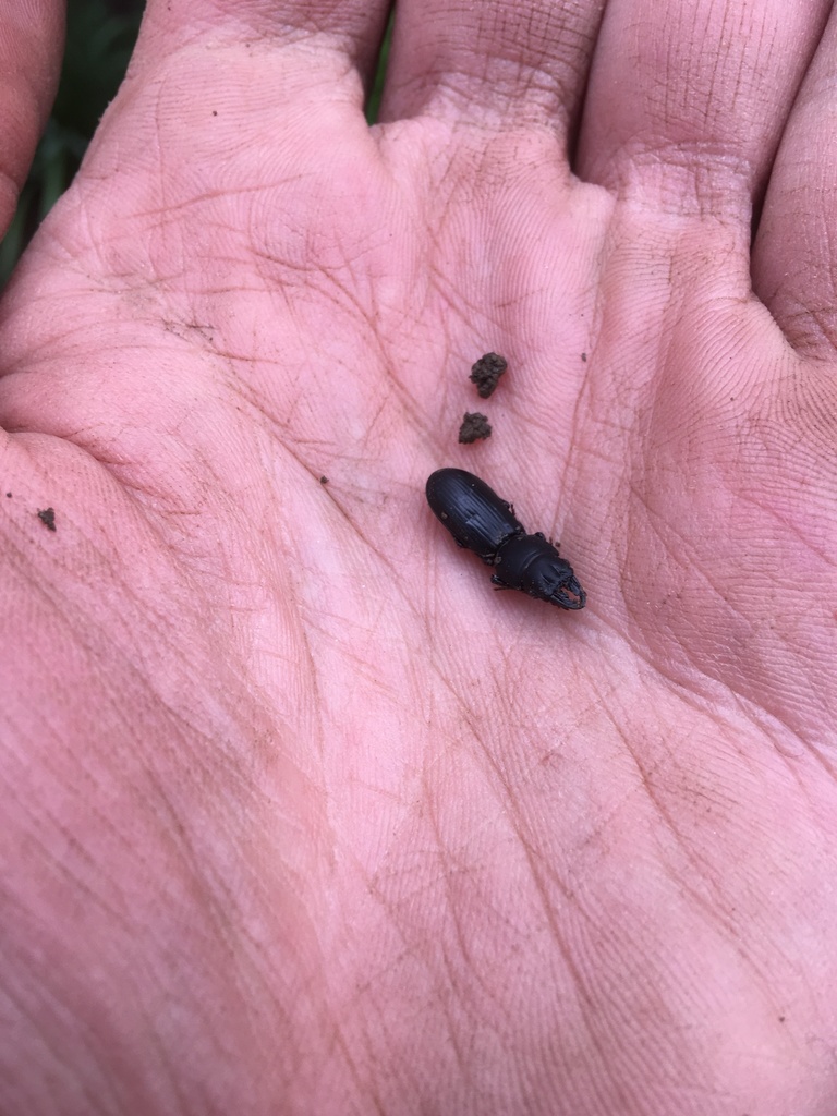 Big-headed Ground Beetle in April 2020 by Ben Borgmann-Winter · iNaturalist