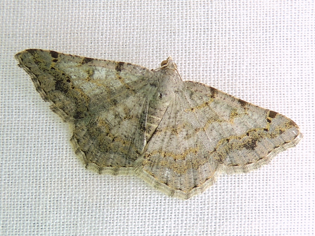 Faint-spotted Angle (Butterflies and Moths of Floracliff Nature Sanctuary) · iNaturalist