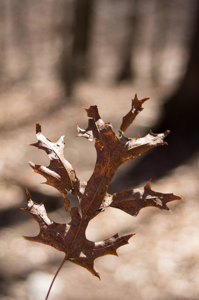 scarlet oak from Staten Island, NY, USA on April 02, 2017 at 01:44 PM ...